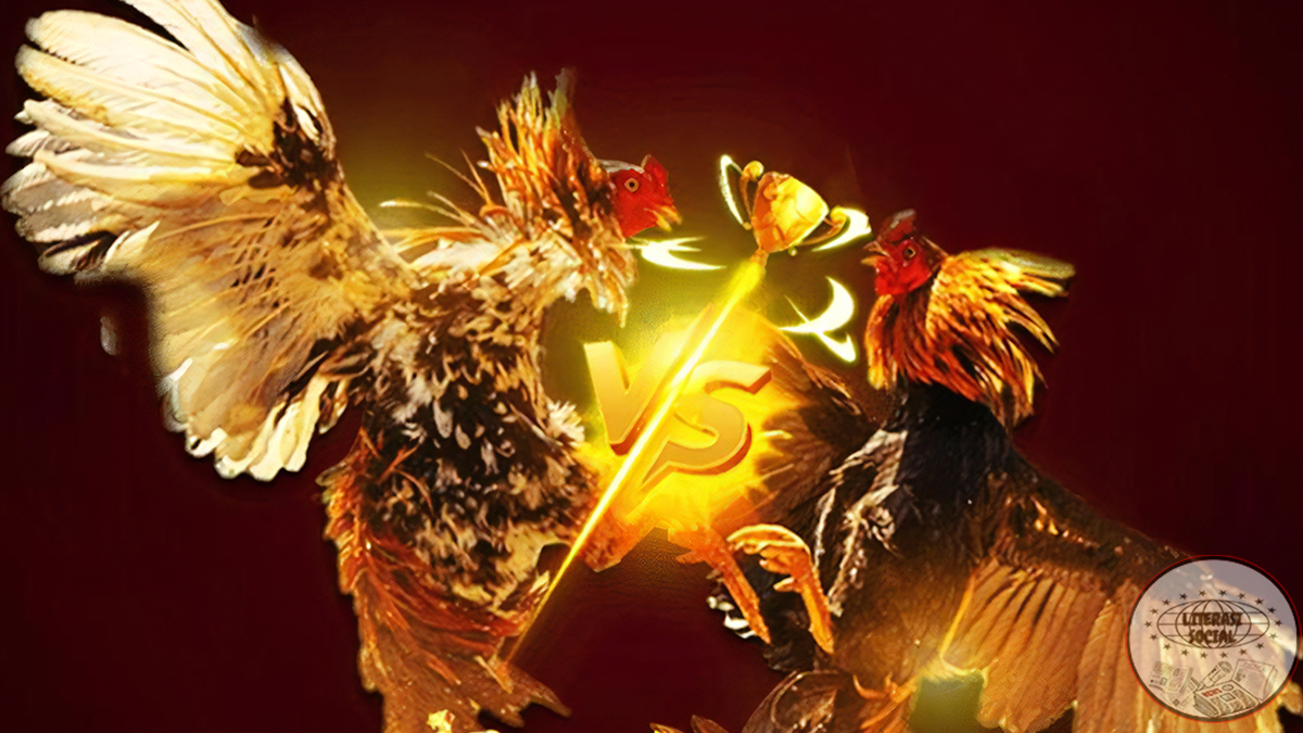 Sabung Ayam Tradisi yang Tetap Lestari di Era Modern